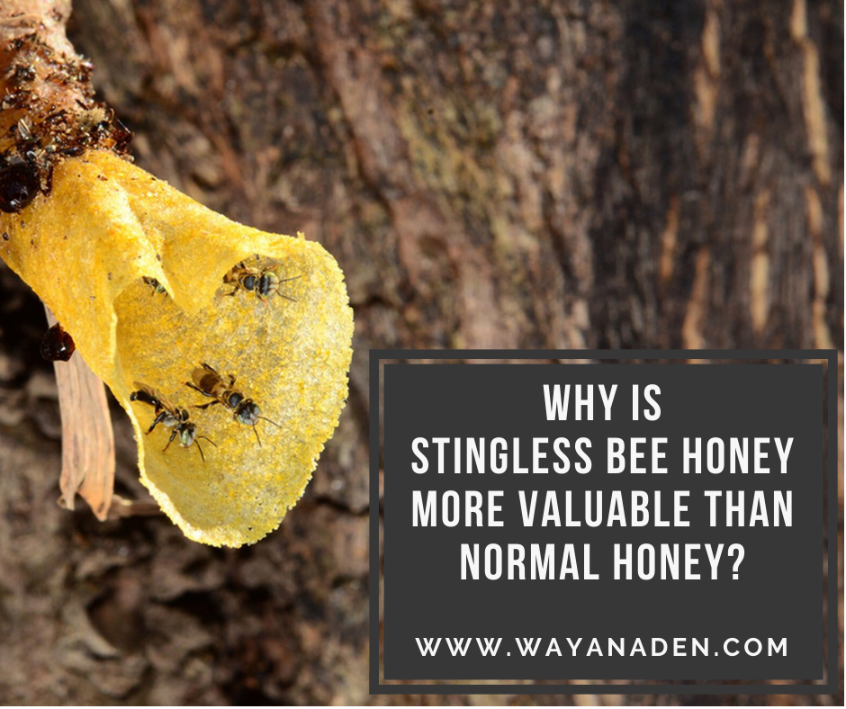 WHY IS STINGLESS BEE HONEY MORE VALUABLE THAN NORMAL HONEY? – Wayanaden